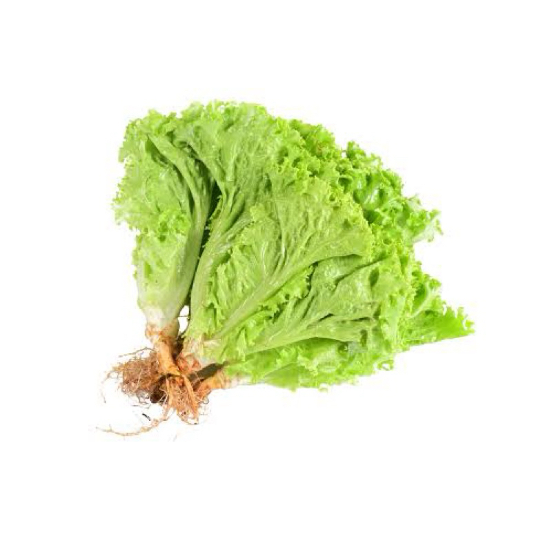 Jual Selada Hidroponik 250gr | Shopee Indonesia