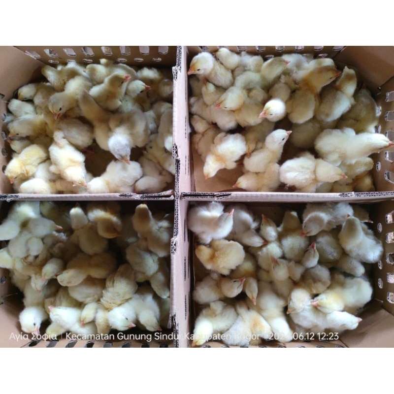 Jual DOC anak ayam broiler/pedaging (harga/ekor) | Shopee Indonesia