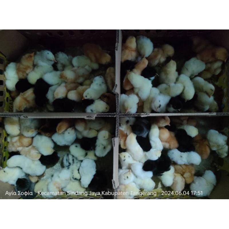 Jual DOC joper anak ayam kampung super (harga/ekor) | Shopee Indonesia