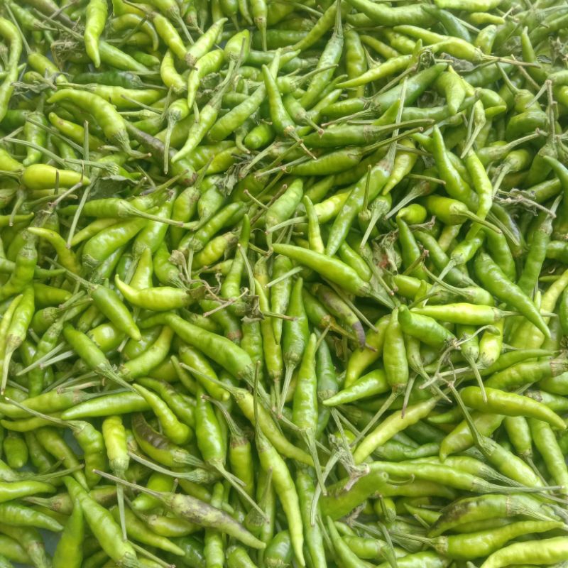 Jual cabe rawit cabai pedas hijau fresh langsung petik 1kg | Shopee Indonesia