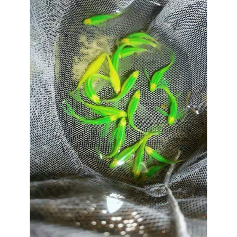 Jual ikan hias DANIO SLAYER full hijau ISI 30 HEMAT ONGKIR | Shopee ...