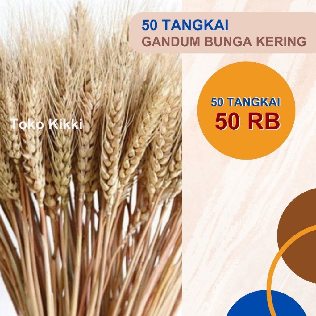 Jual Set 50 Tangkai Bunga Asli Gandum Kering ( Panjang 60cm ...