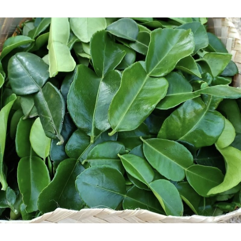 Jual daun jeruk purut/daun jeruk angka 8 segar 30 lembar | Shopee Indonesia