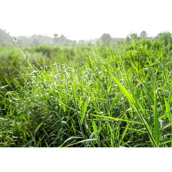 Jual Benih Rumput mulato II 25 kg Biji Rumput Hybrid brachiaria ...