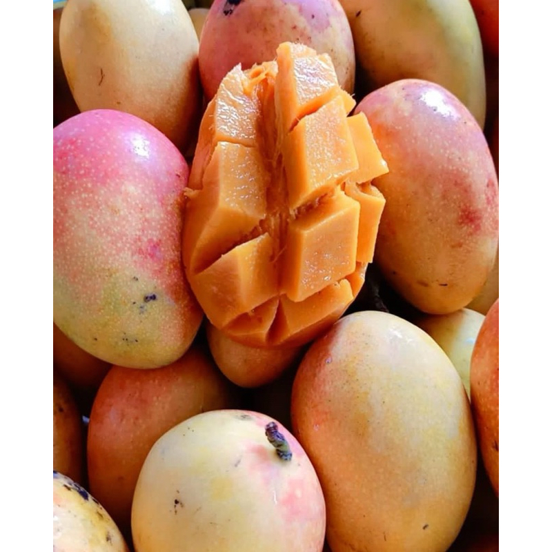 Jual Mangga Podang Masak Pohon Berat 1 Kg | Shopee Indonesia