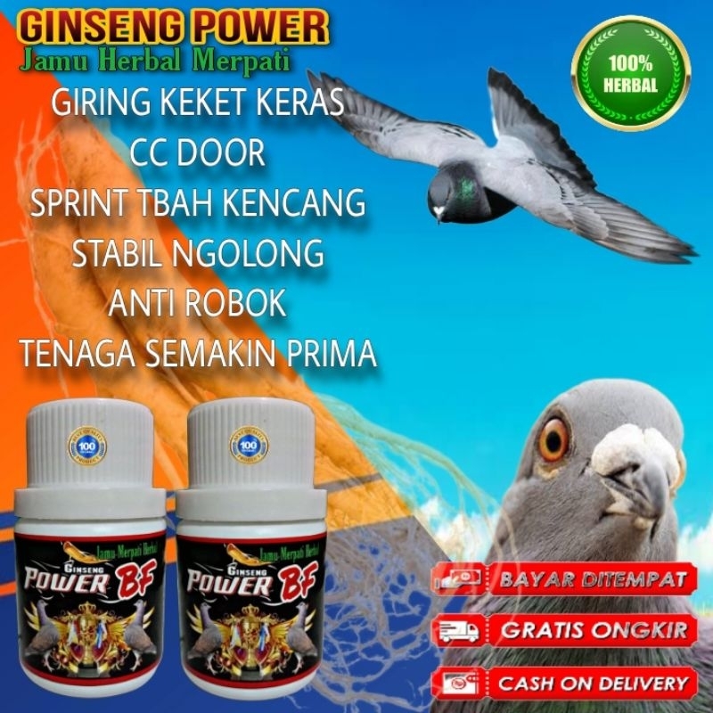 Jual JAMU MERPATI GINSENG POWER BF ISI 100 BUTIR/untuk merpati kolong ...