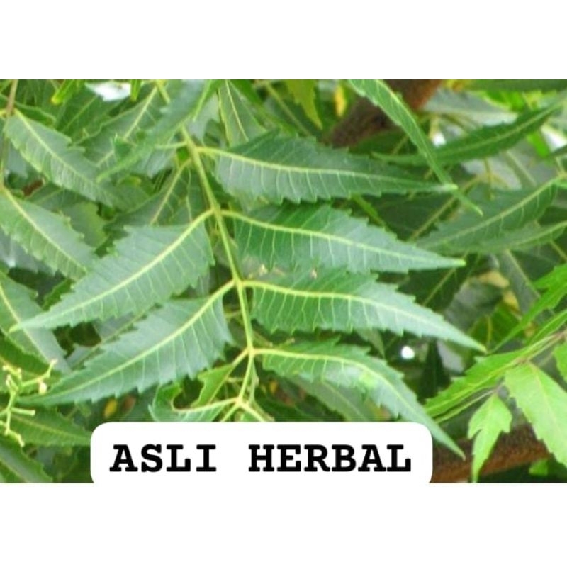 Jual Daun Mimba fresh/mindi herbal 500gr | Shopee Indonesia