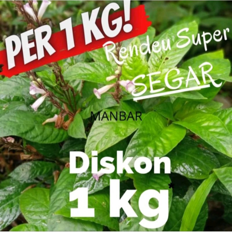 Jual DAUN RENDEU SEGAR LALAPAN HERBAL 1KG | Shopee Indonesia