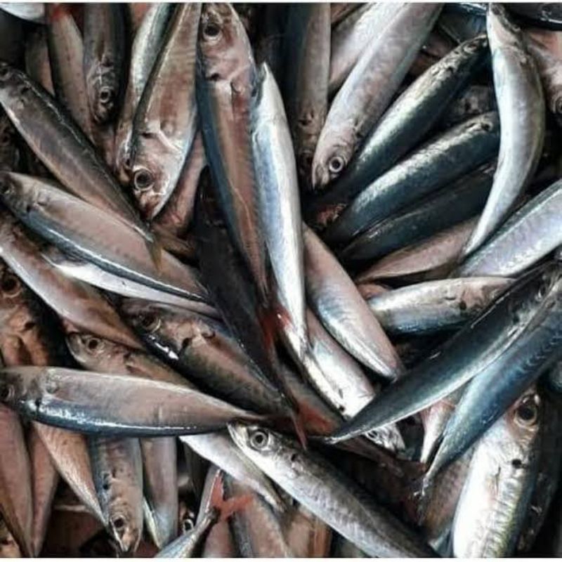 Jual ikan layang ukuran sedang 1kg | Shopee Indonesia