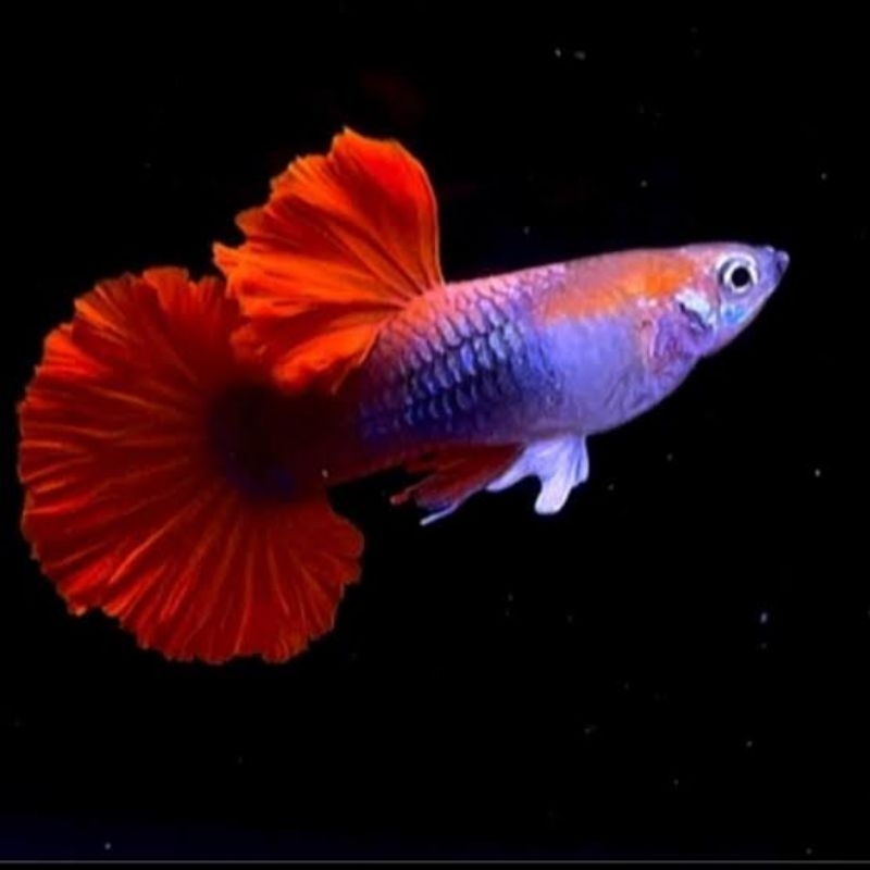 Jual Stiker Half Black HB Red Rosetail Bukan Alat Tulis | Shopee Indonesia