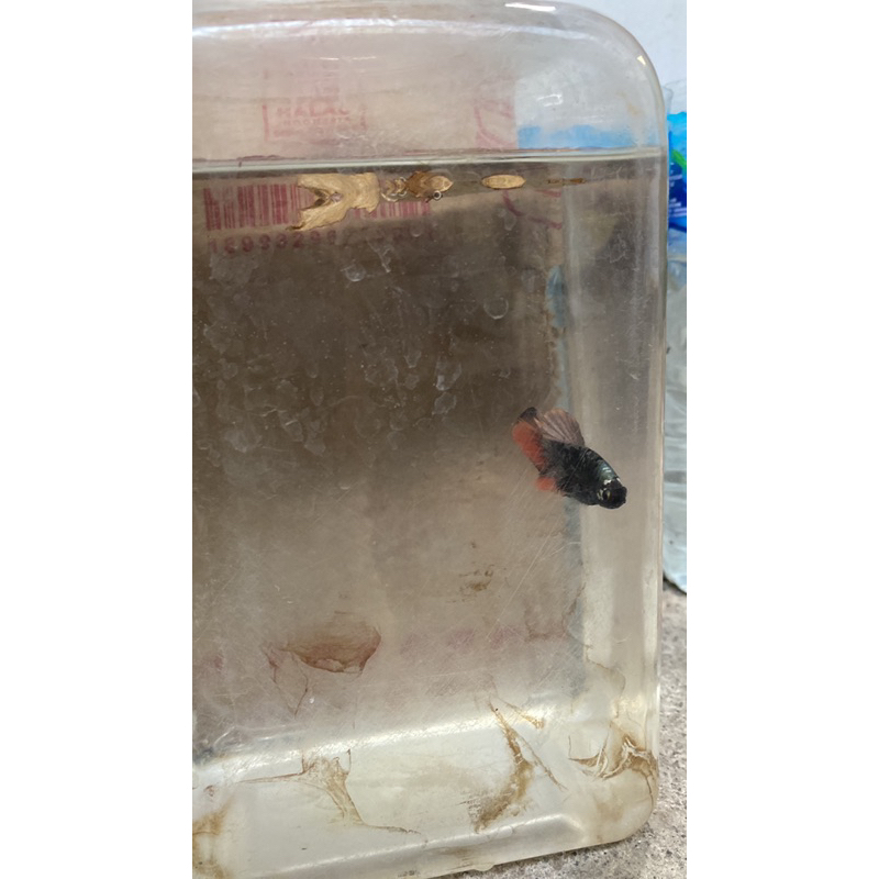 Jual avatar nemo sepair | Shopee Indonesia