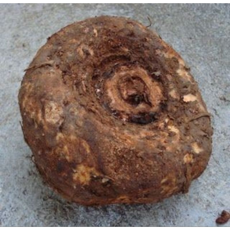 Jual SUWEG , TALAS SUWEG / UMBI SEGAR FRESH MURAH 1kg | Shopee Indonesia