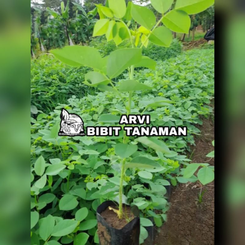 Jual BIBIT TANAMAN GAMAL PAKAN TERNAK RAMBANAN BELI 5 GRATIS 1 | Shopee ...