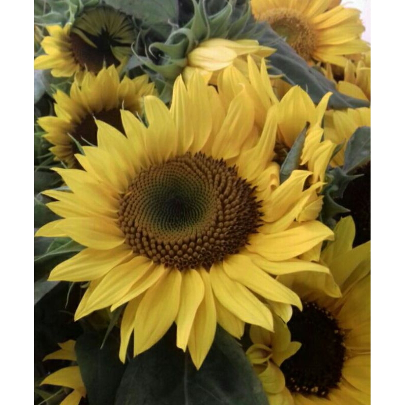 Jual bunga matahari holland/sun flower per tangkai | Shopee Indonesia