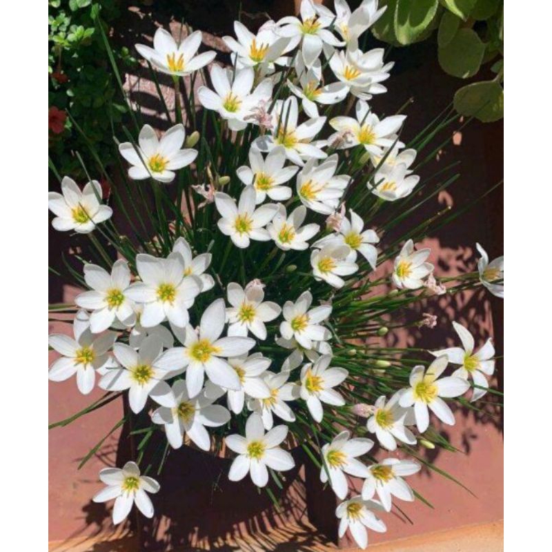 Jual Bunga lili hujan / bunga putih / kembang coklat / zephiranthes ...