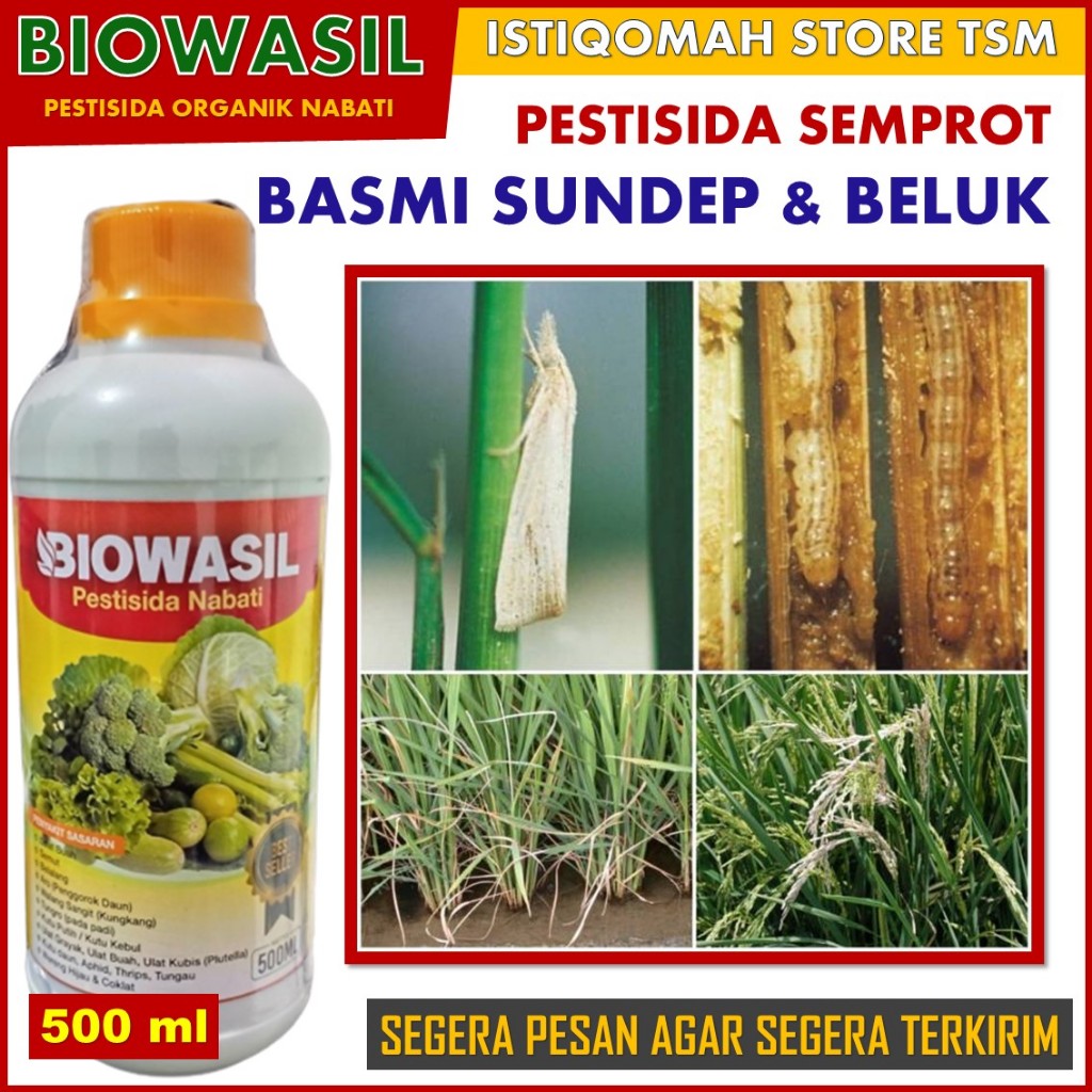 Jual Pupuk Pestisida Organik Semprot untuk Mengendalikan Hama Sundep ...