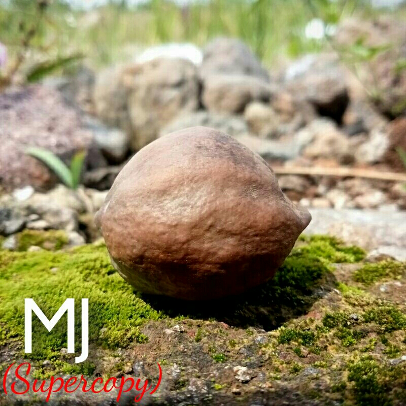 Jual Muncang/Kemiri Adu Jenis Mayit Jawa (Supercopy) | Shopee Indonesia