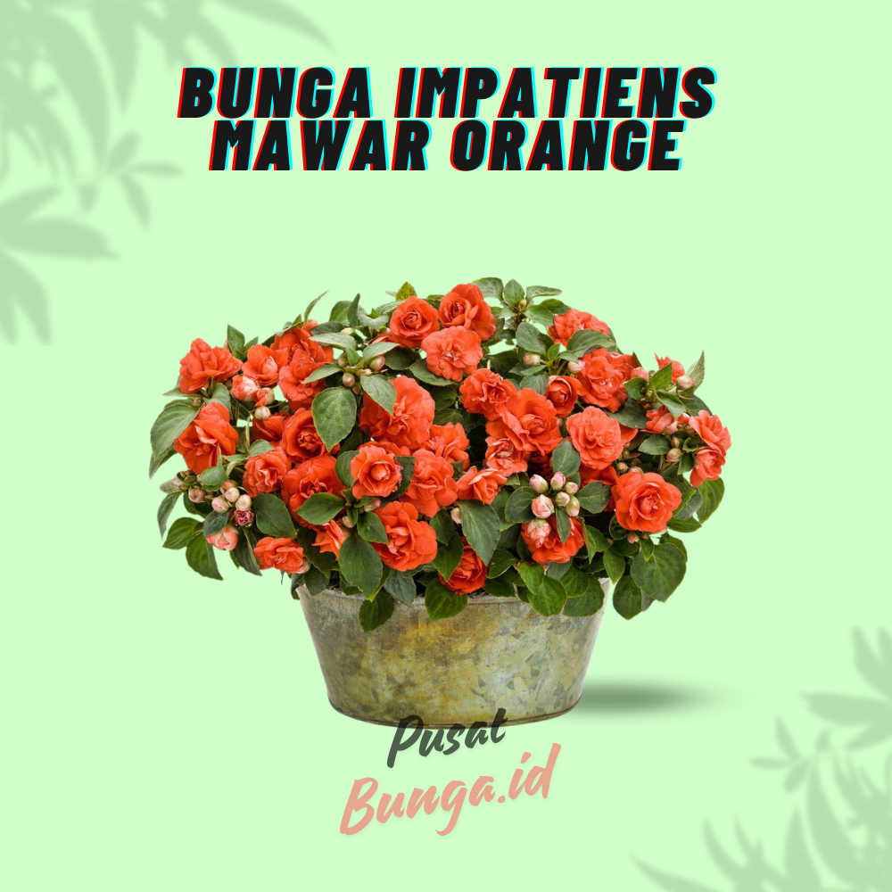 Jual Tanaman Bunga Impatiens Mawar Orange Hidup & Berbunga Impatiens ...