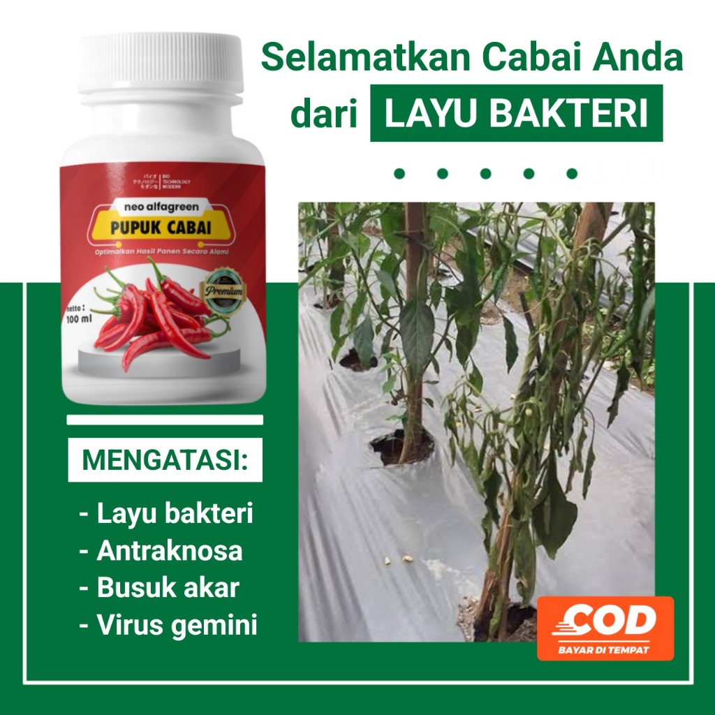 Jual Booster Tanaman Cabai Pupuk Peningkat Nutrisi Pupuk Pelebat Buah Cabe Booster Anti Rontok ...