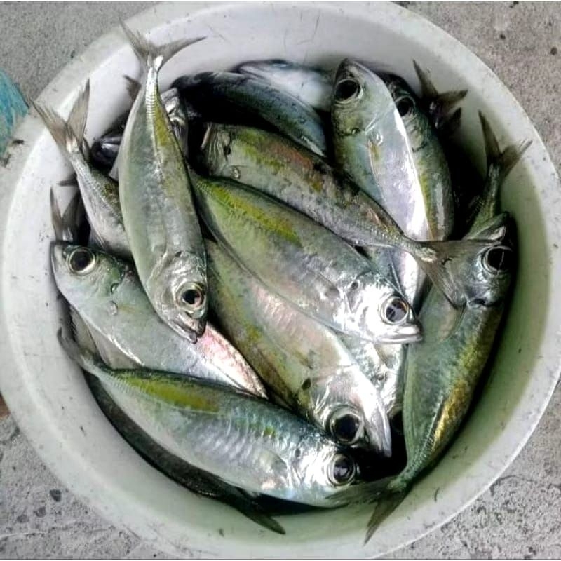 Jual Ikan Selar Basah | Shopee Indonesia