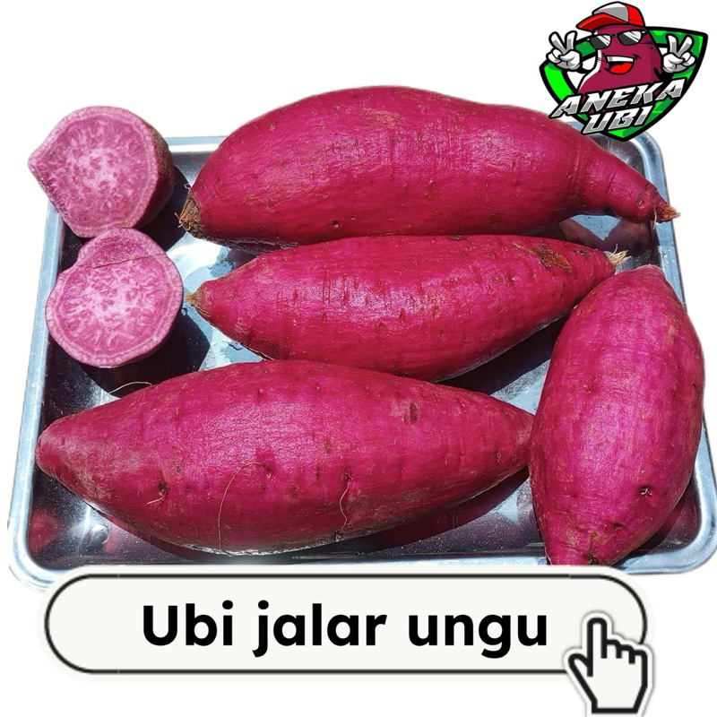 Jual Ubi jalar ungu / ubi ungu sumber karnohidrat yang baik / ubi ungu pekat bebas pestisida ...