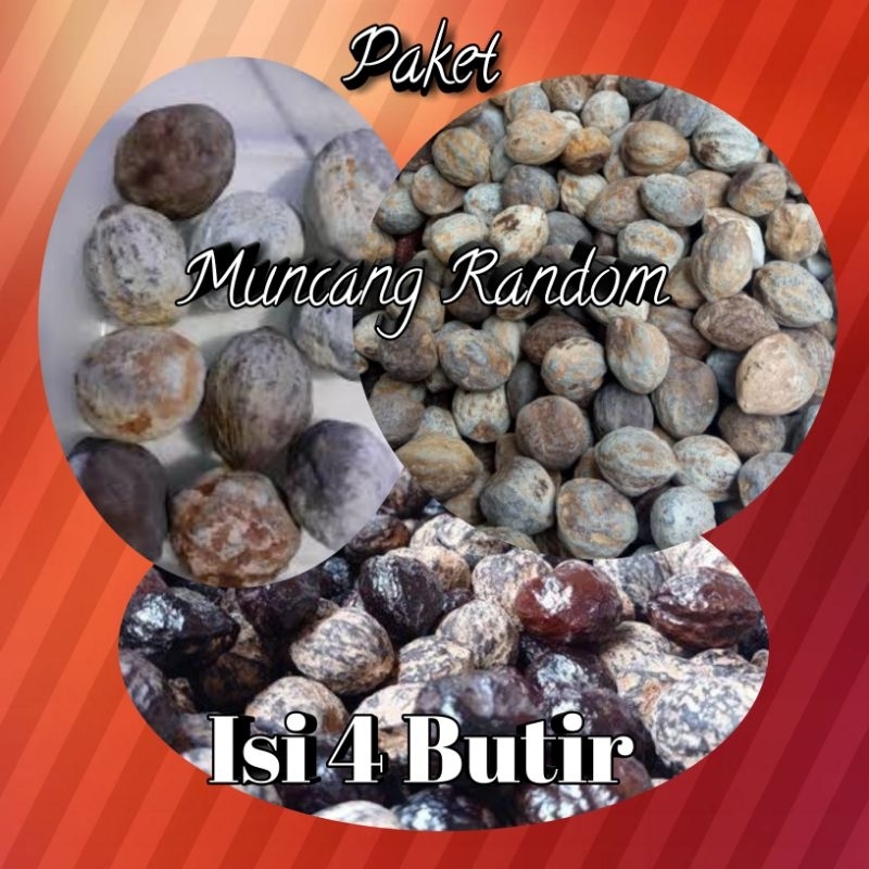 Jual Paket Muncang Adu Dampa Isi 4 Butir Random | Shopee Indonesia
