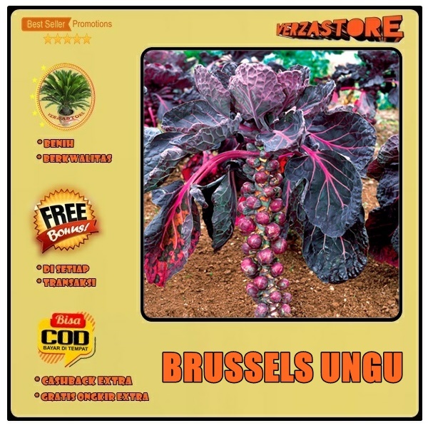 Jual Biji Benih Kubis Mini Brussels Ungu Import / 5 biji | Shopee Indonesia