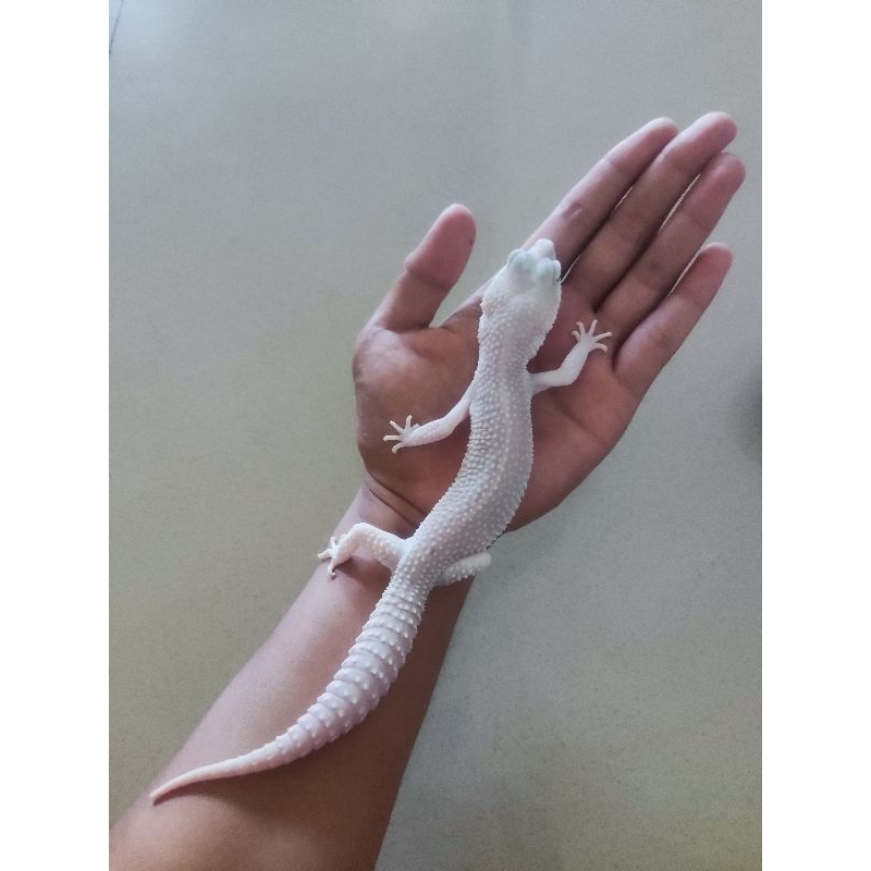 Jual Mainan gecko real pict SSE blizzard het DB Proven Jantan (Baca ...