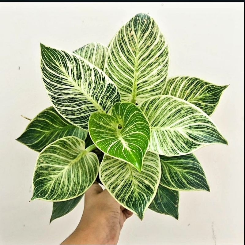 Jual Tanaman Hias Philodendron Birkin / Philo Birkin/ Syngonium murah ...