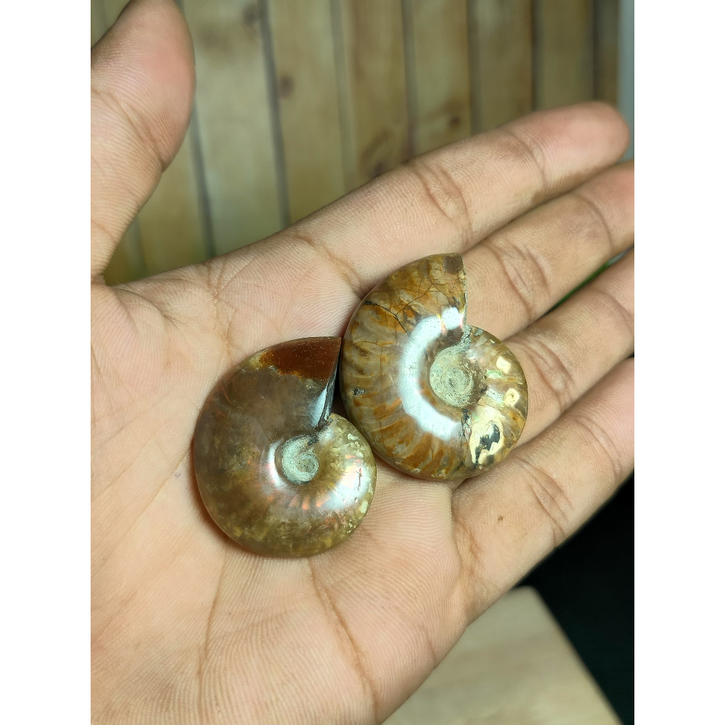 Jual Batu Natural Fossil Keong Rainbow Top Grade Paket (26) | Shopee ...