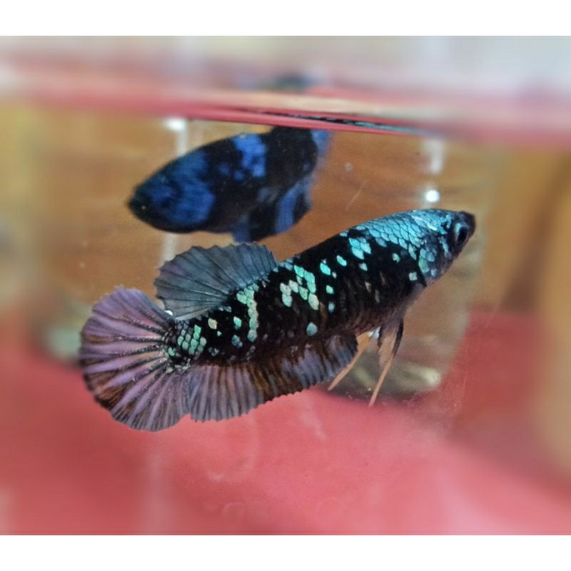 Jual Female Avatar Cooper | Shopee Indonesia