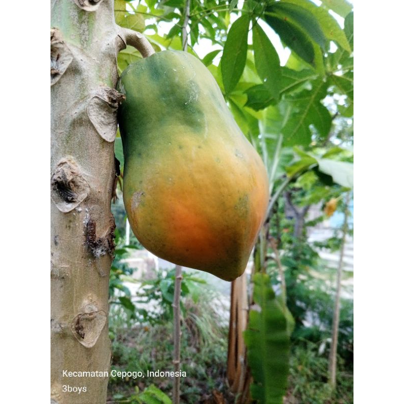 Jual Buah Pepaya thailand mangkel mateng tua manis pulen enak 1 ...