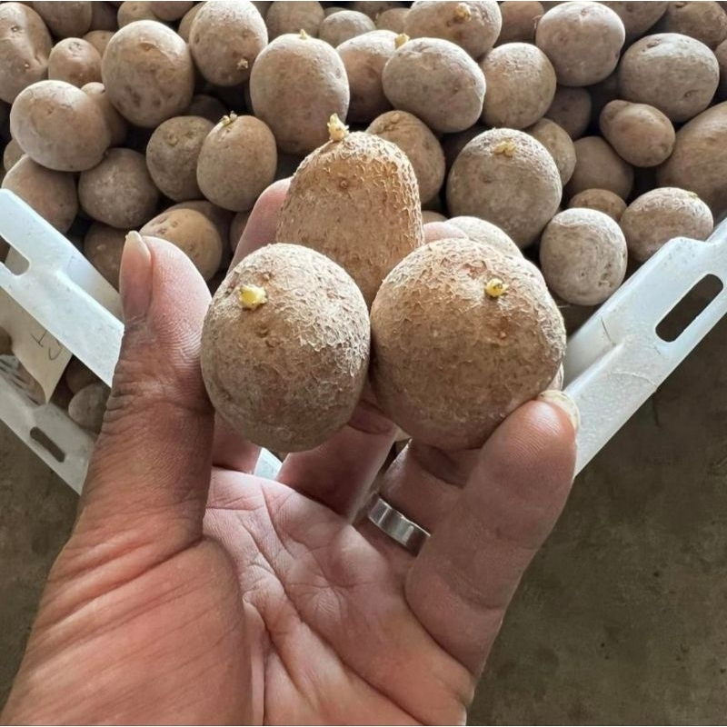 Jual BIBIT KENTANG G2 GRANOLA L SIAP TANAM BERSERTIFIKAT BENIH POTATO ...