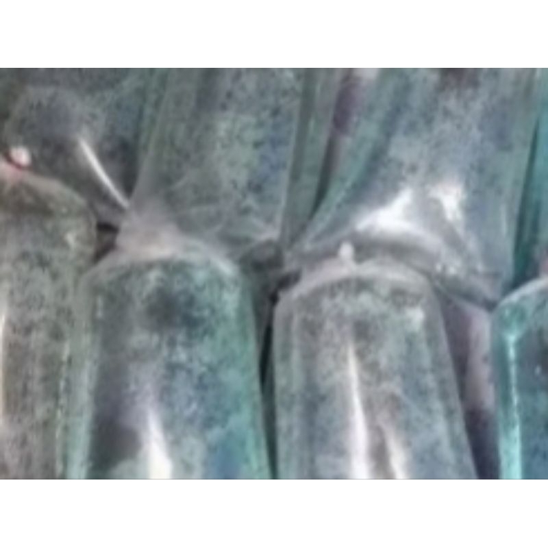 Jual Encu/Jentik nyamuk pakan perpack/kantong besar - pkn ikn hias ...