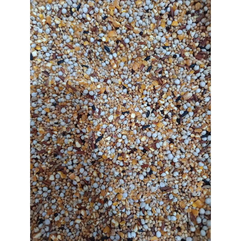 Jual Pakan mix (Puter, Dekuku, & Merpati) | Shopee Indonesia