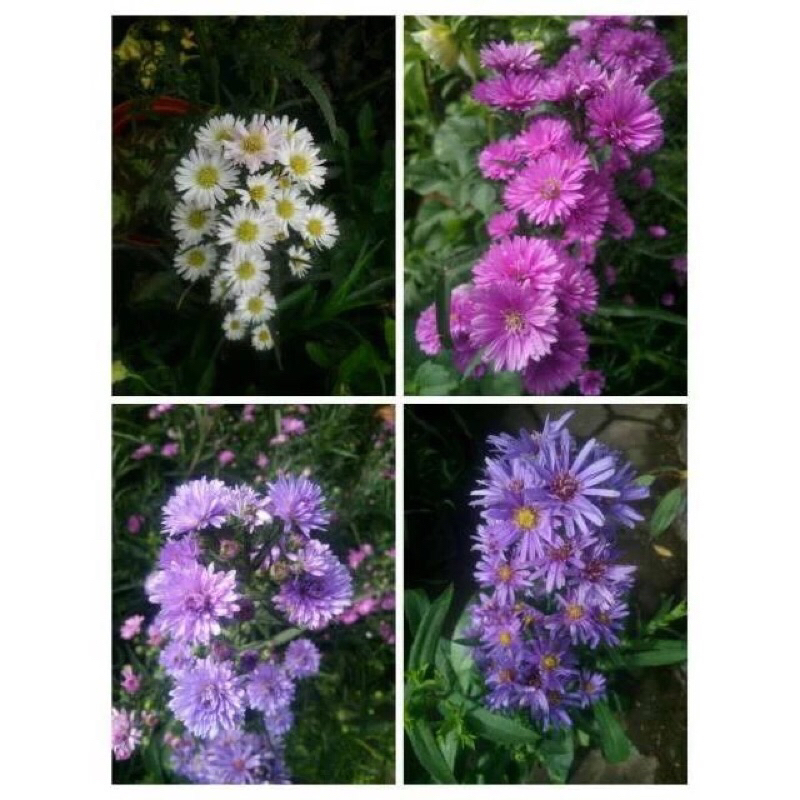 Jual Tanaman Bibit Bunga Aster Pikok - Tanaman Hias Hidup Siap Tanam ...