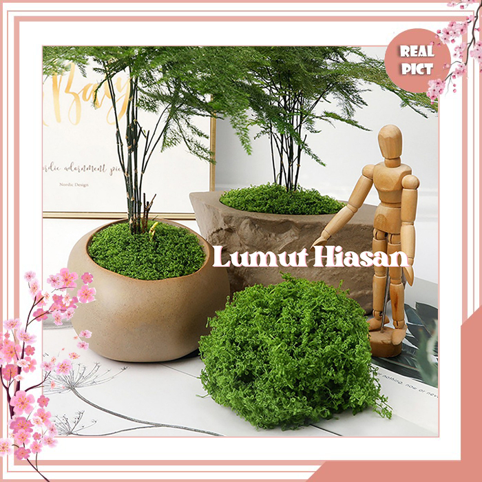 Jual UNICO Lumut Hiasan Lumut Hijau Dekorasi Bunga Tanaman Lumut Kering ...
