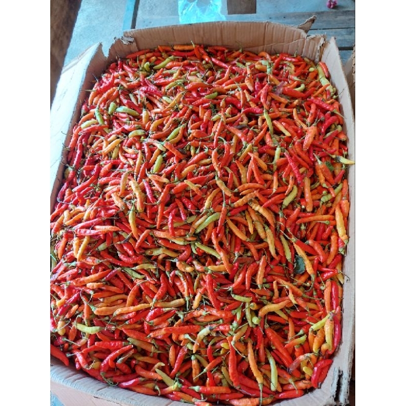 Jual CABE RAWIT/CABE SETAN | Shopee Indonesia