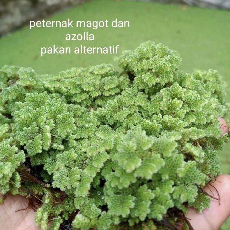 Jual bibit azolla super 1 kg pakan ternak dan ikan | Shopee Indonesia
