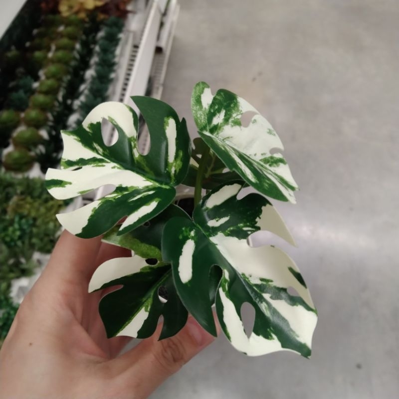 Jual IKEA FEJKA tanaman tiruan monstera mini dalam pot putih 6cm ...