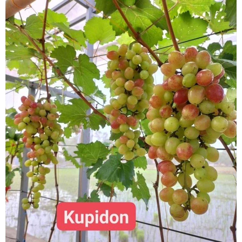 Jual anggur import kupidon | Shopee Indonesia