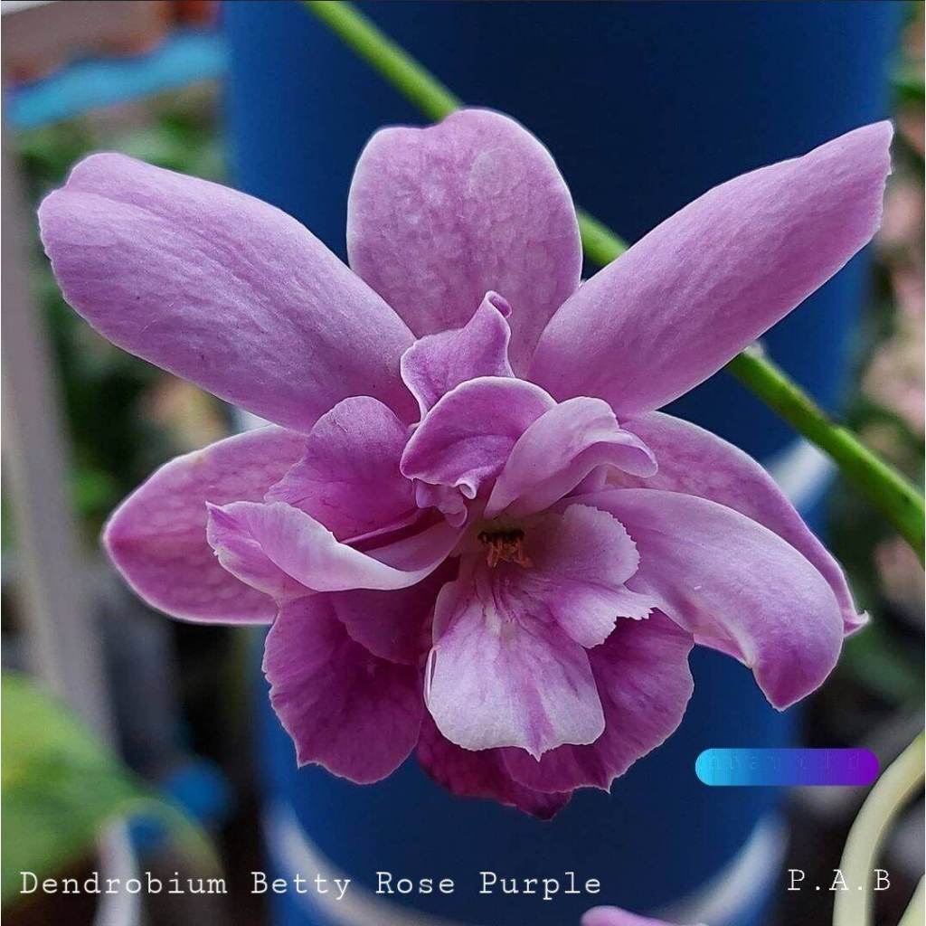 Jual Anggrek Dendrobium Betty Rose Purple - Mawar Lilac | Shopee Indonesia