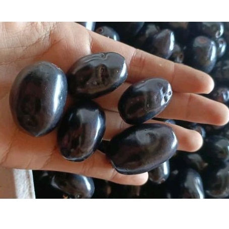Jual buah Jamblang atau Duwet atau juwet | Shopee Indonesia