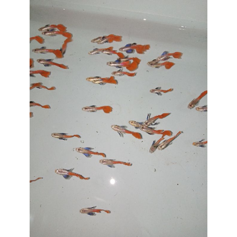 Jual Platinum Red Tail Dumbo Ear ( PRTDE) | Shopee Indonesia