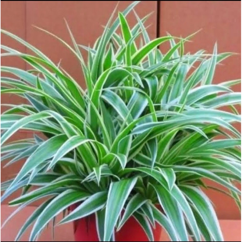 Jual Tanaman Hias lilis paris/ Tanaman lilis paris daun rimbun -Tanaman ...