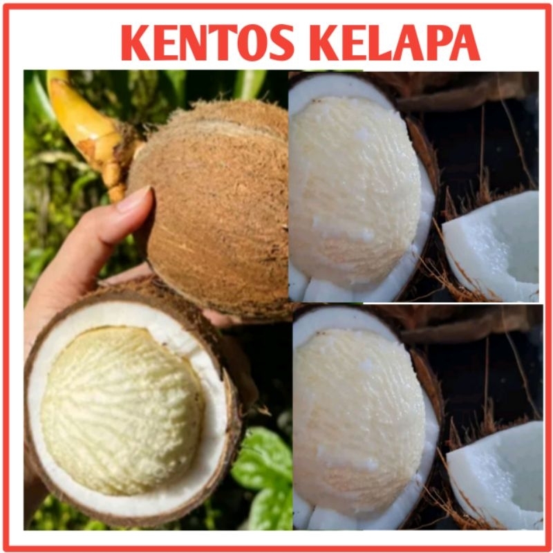 Jual kentos kelapa segar 1kg | Shopee Indonesia