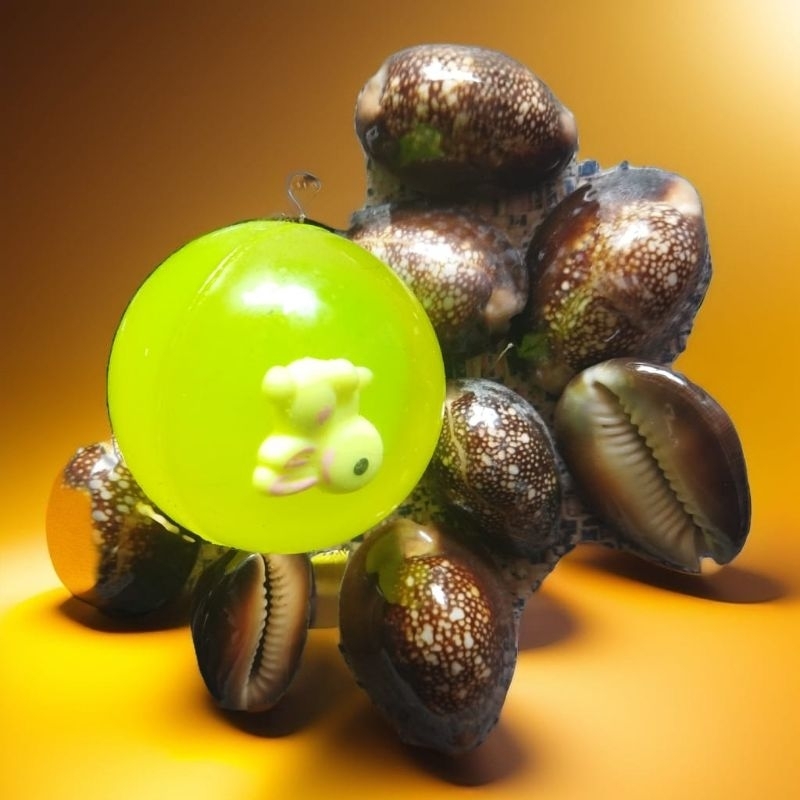 Jual beklen set 10pcs/bola baklen dan kerang hitam .kuwuk hitam isi ...