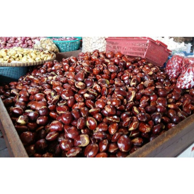 Jual JENGKOL TUA 1 KG SUPER PREMIUM PILIHAN 1 KG | JENGKOL FRESH ...