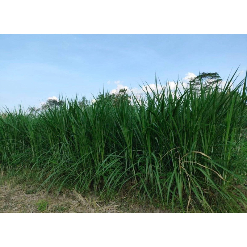 Jual 1 Kg Bibit Rumput Pakcong Super / Bibit Napier Pakcong / Bibit ...