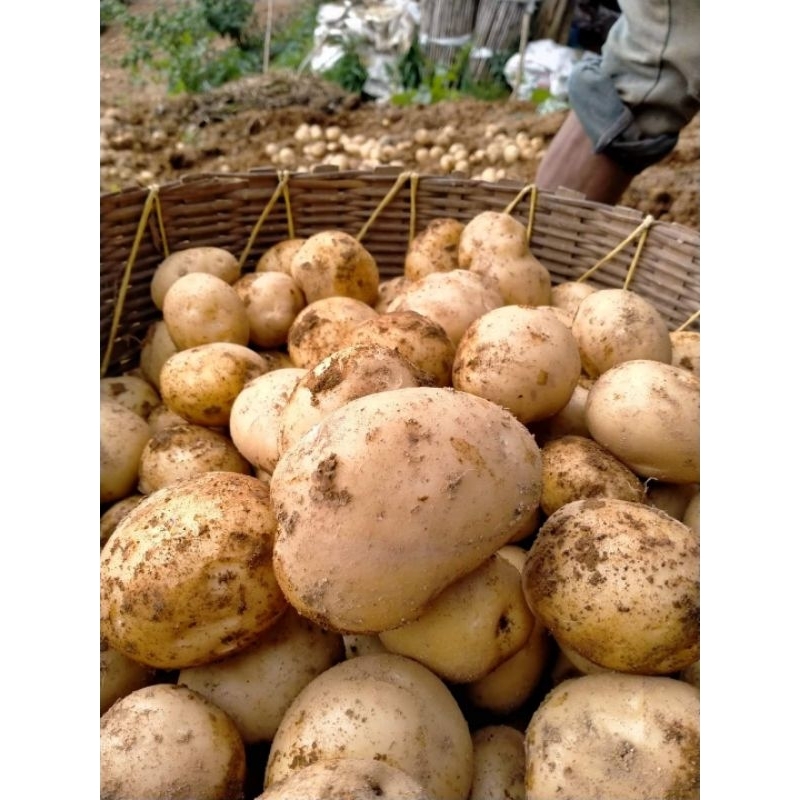 Jual kentang dieng | Shopee Indonesia